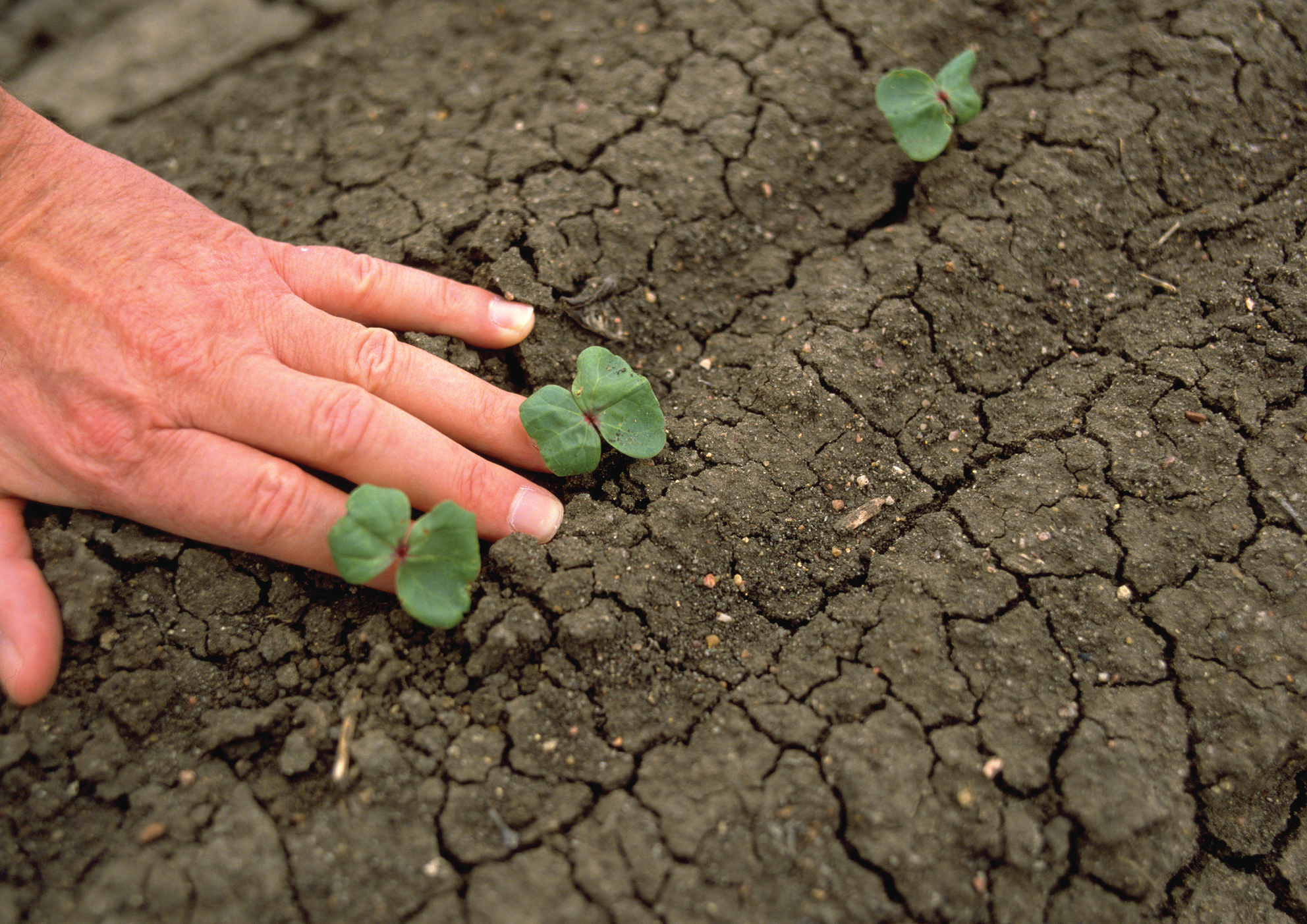Cotton season off to a strong start